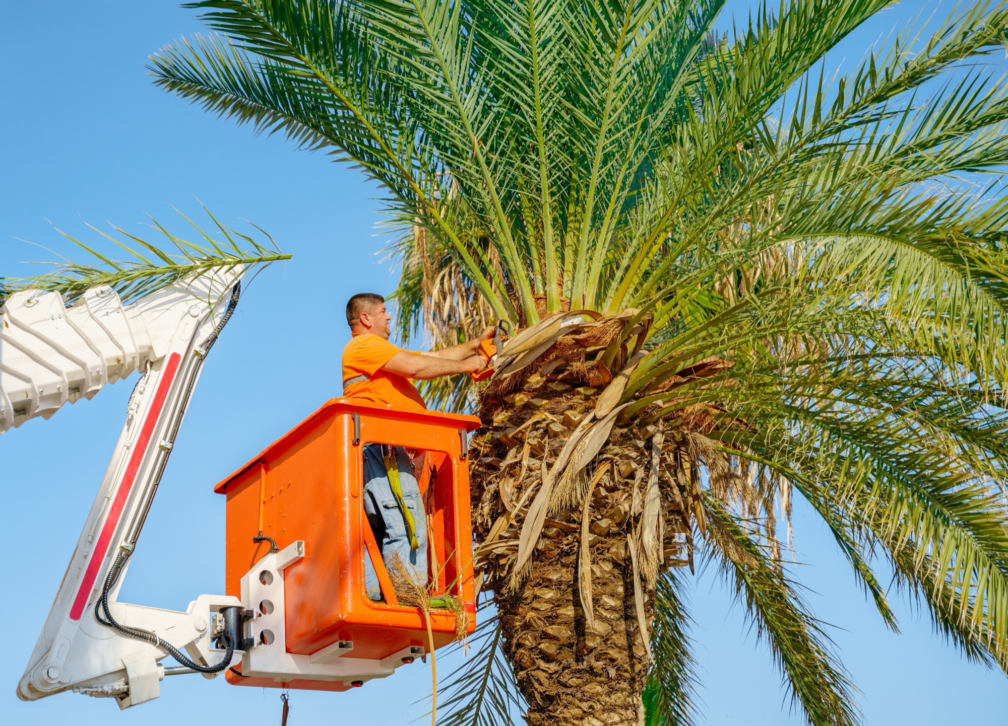 Digital Marketing Agency For Tree Care Services | LeadOrigin